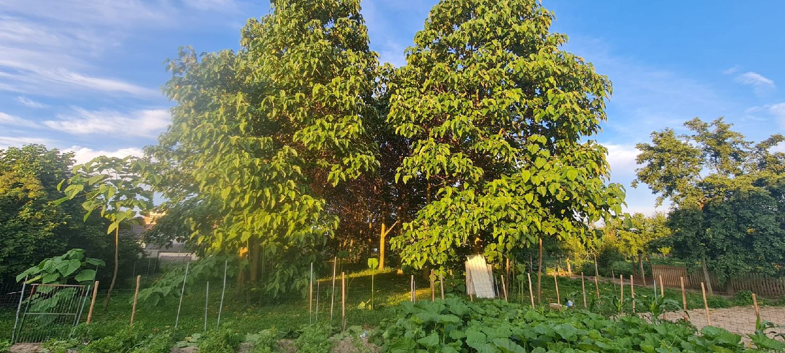 Sadnice paulovnije Shan Tong