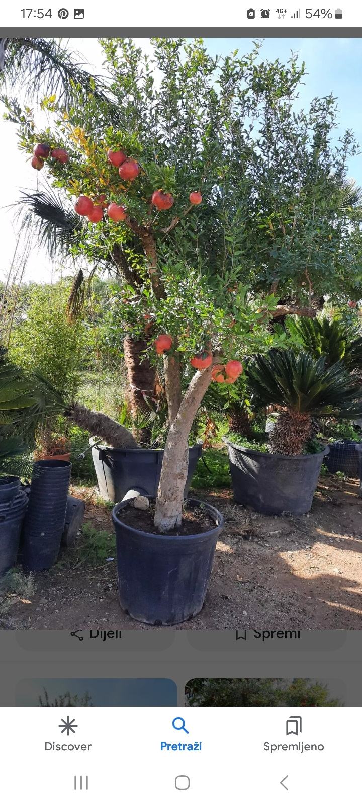 sadnice šipak/nar..