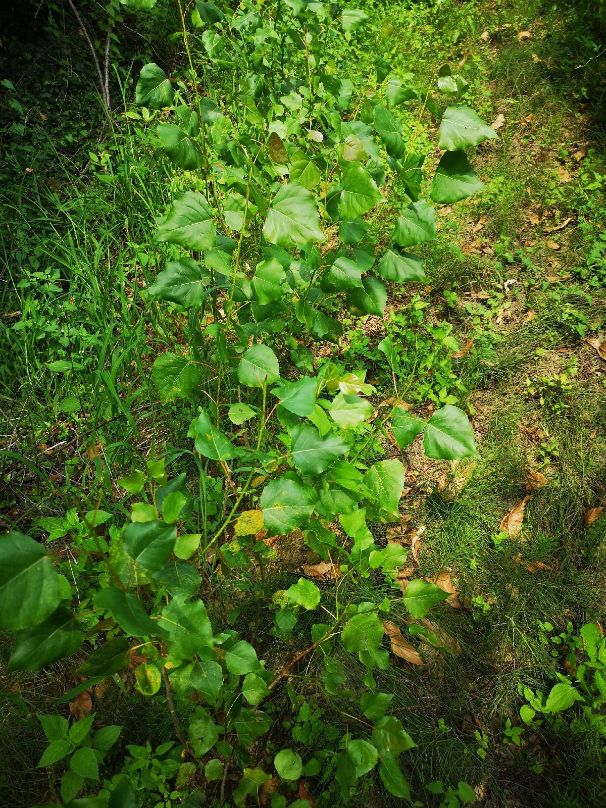 sadnice kanadske topole