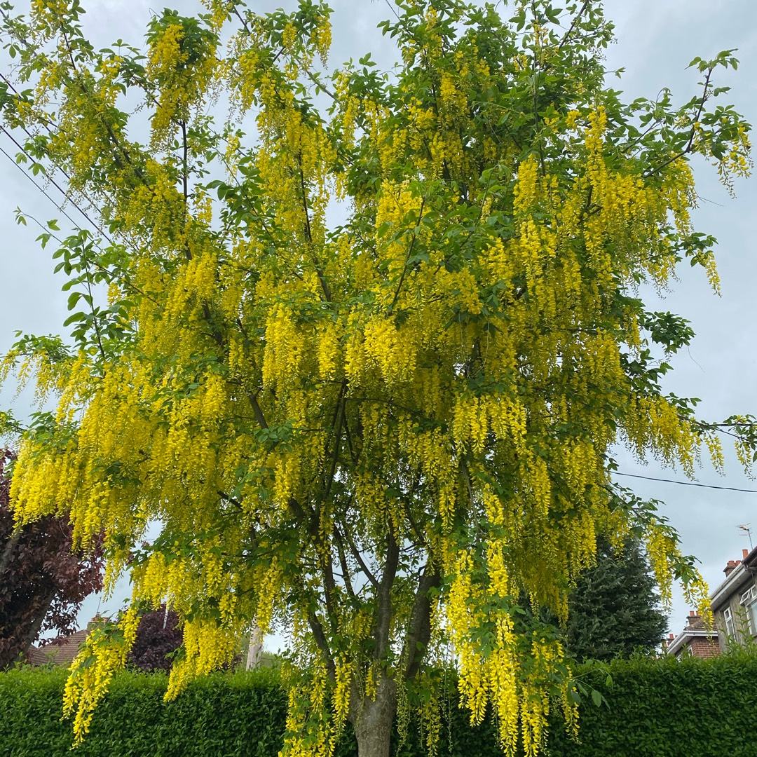Sadnice Zlatna kiša -Laburnum
