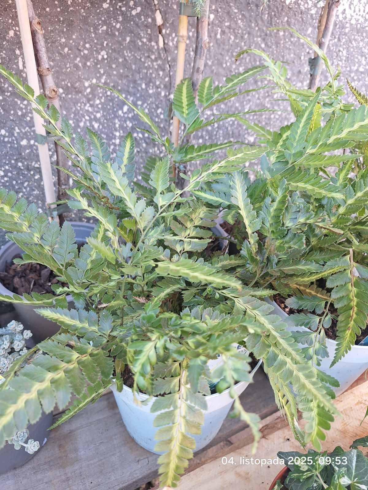 Šarenolisna paprat vanjska