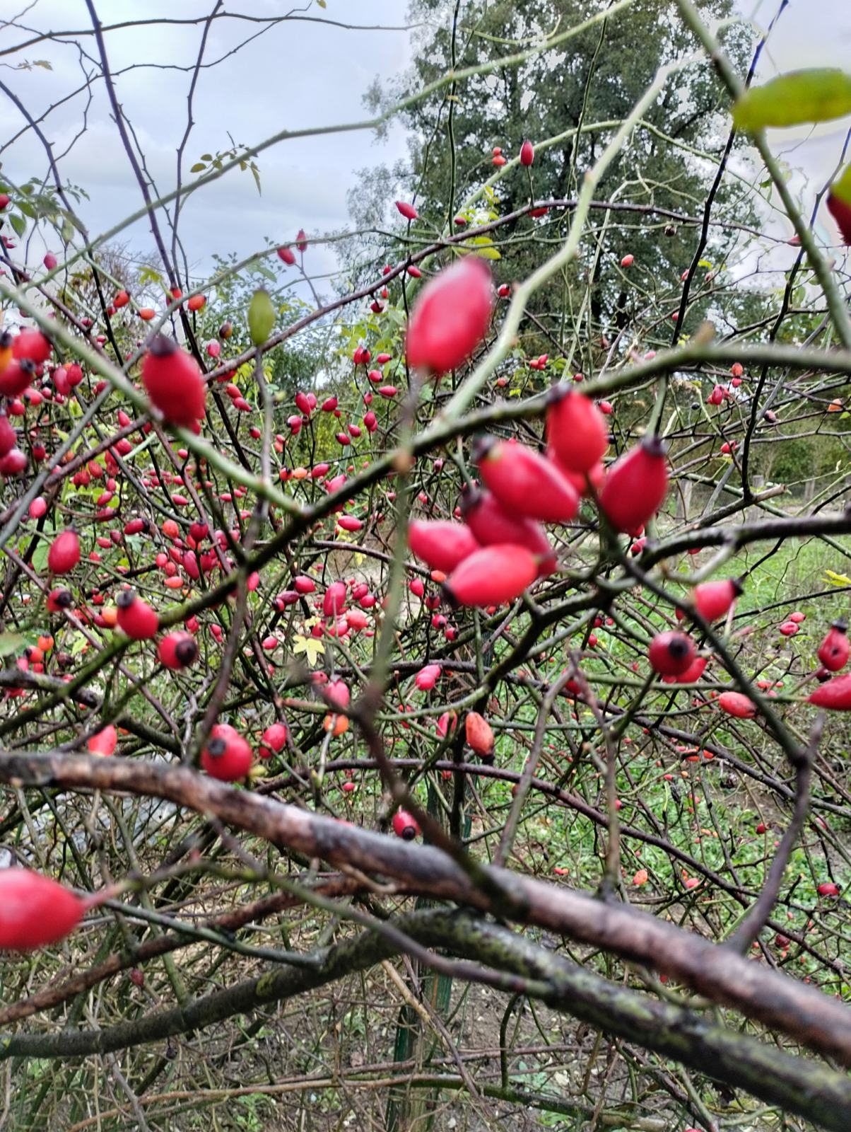 ŠIPAK - divlja ruža - sadnice BEZ TRNJA