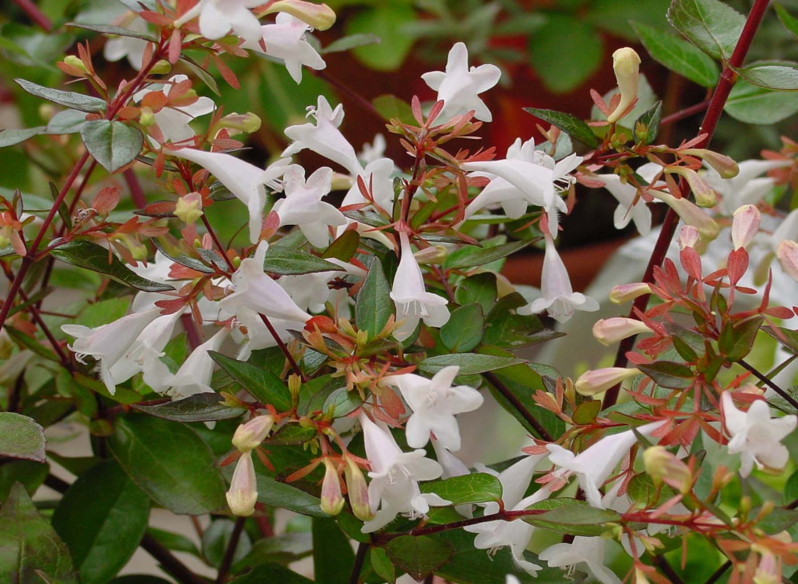Sjajna abelija