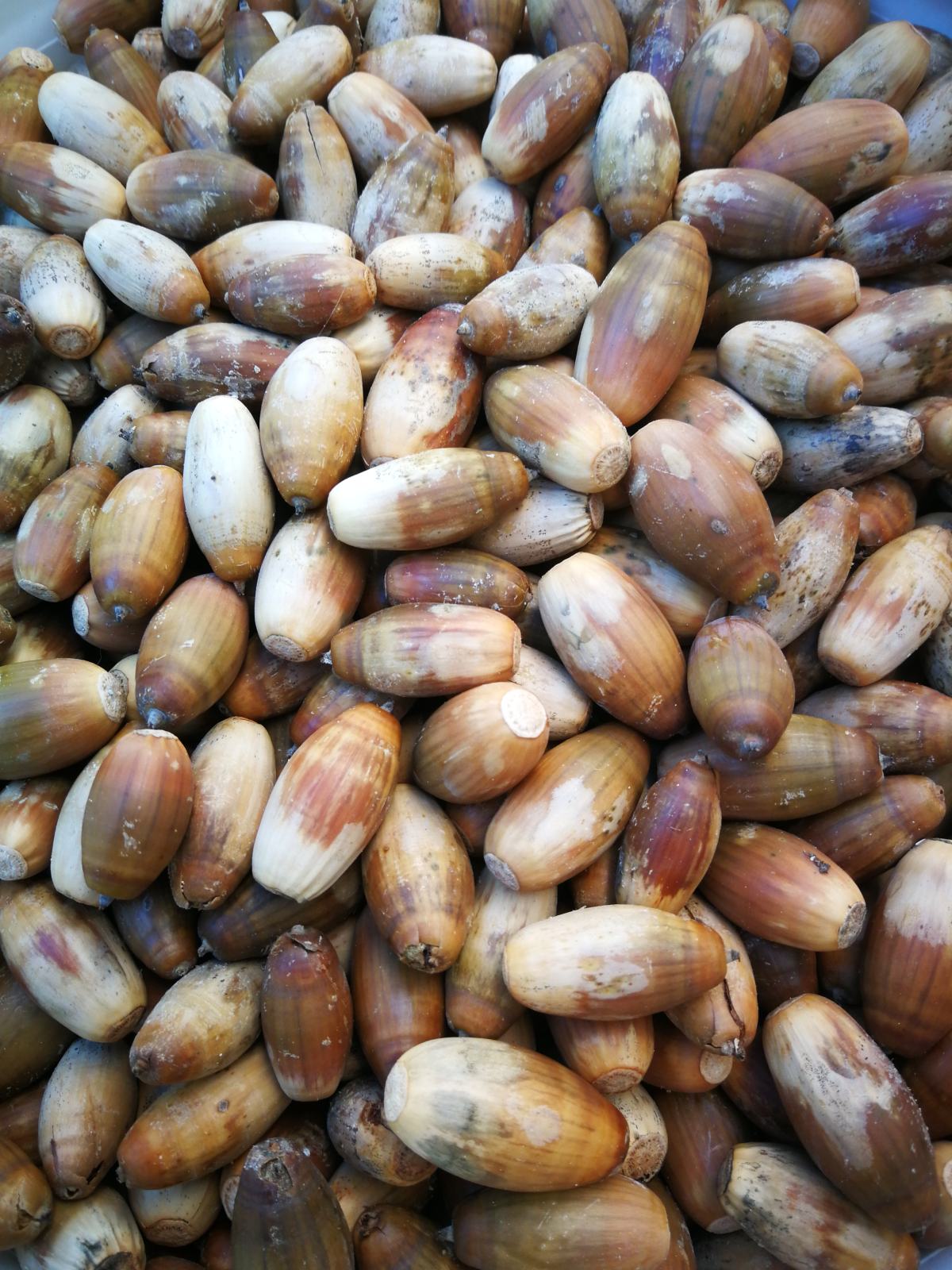 Sjeme Hrasta., žir , Hrast kitnjak