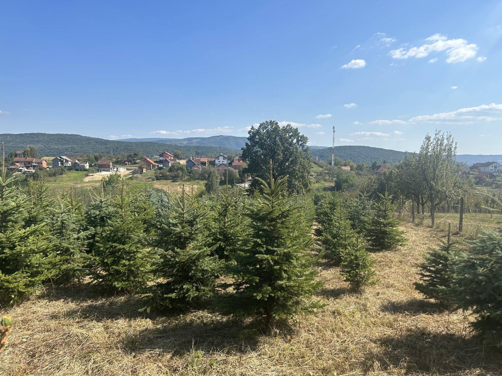 Srebrne smreke sa korijenom i rezane 4-8€ na veliko