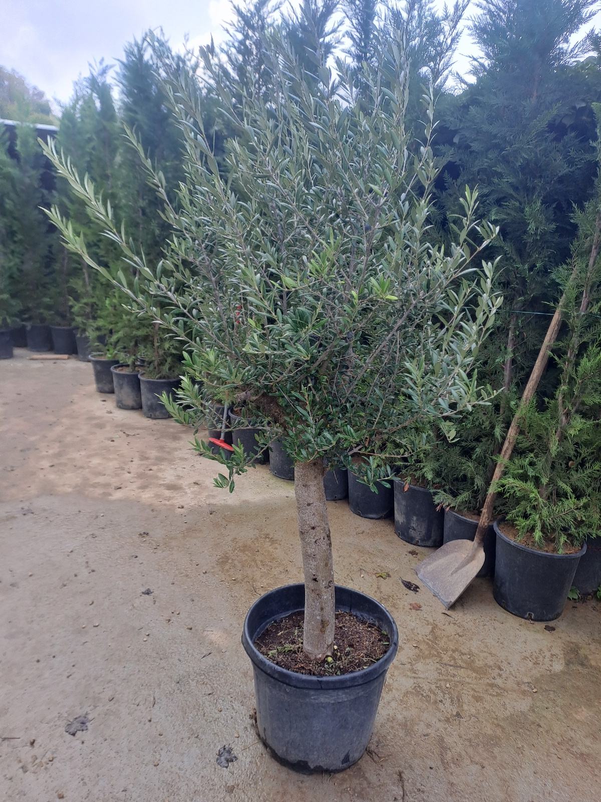 Stablo masline poklon za vjenčanje, poklon za rođendan,masline za vazu