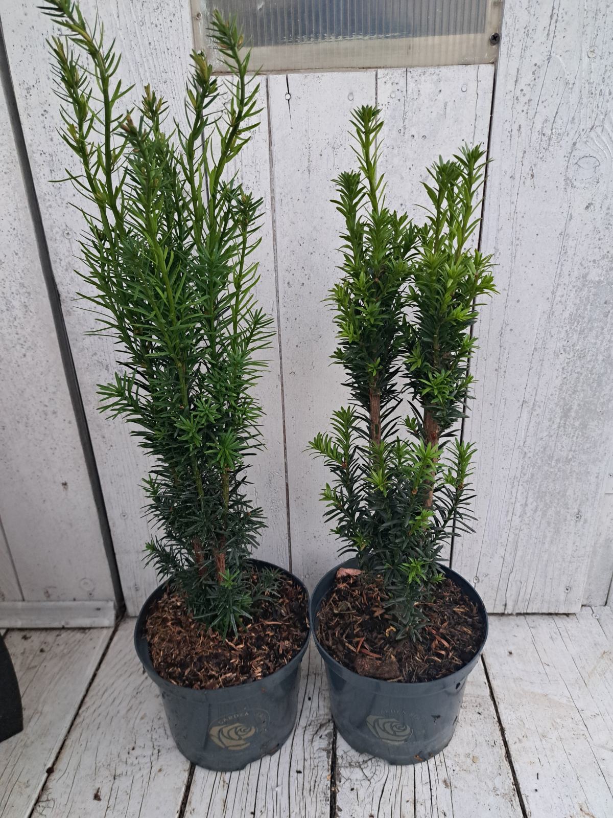 Stupolika tisa Black tower