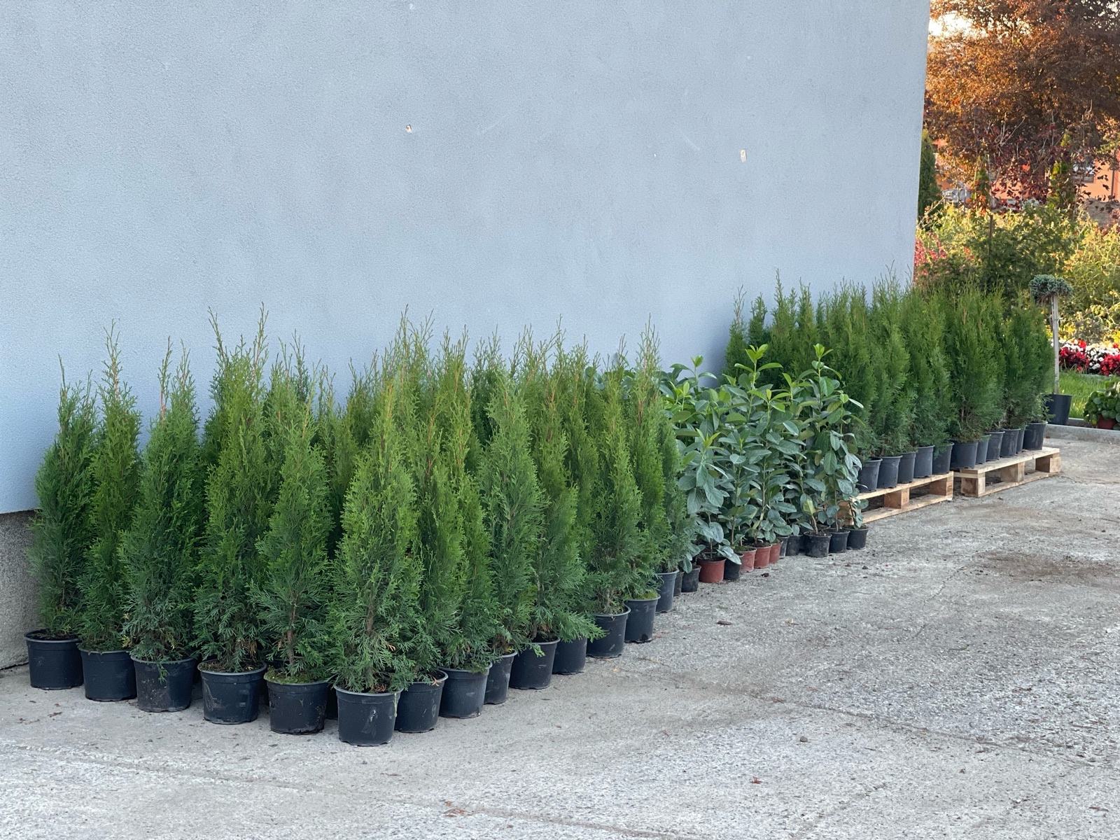 Thuja smaragd