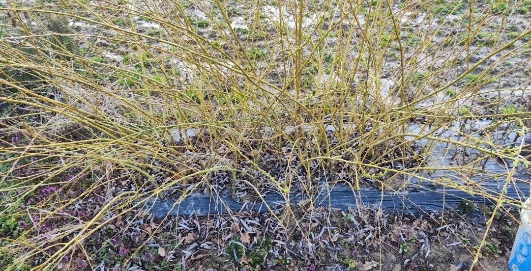 Tužna vrba - jednogodišnje snažne sadnice