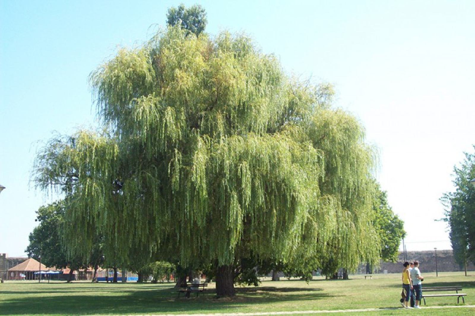 Žalosna vrba sadnice