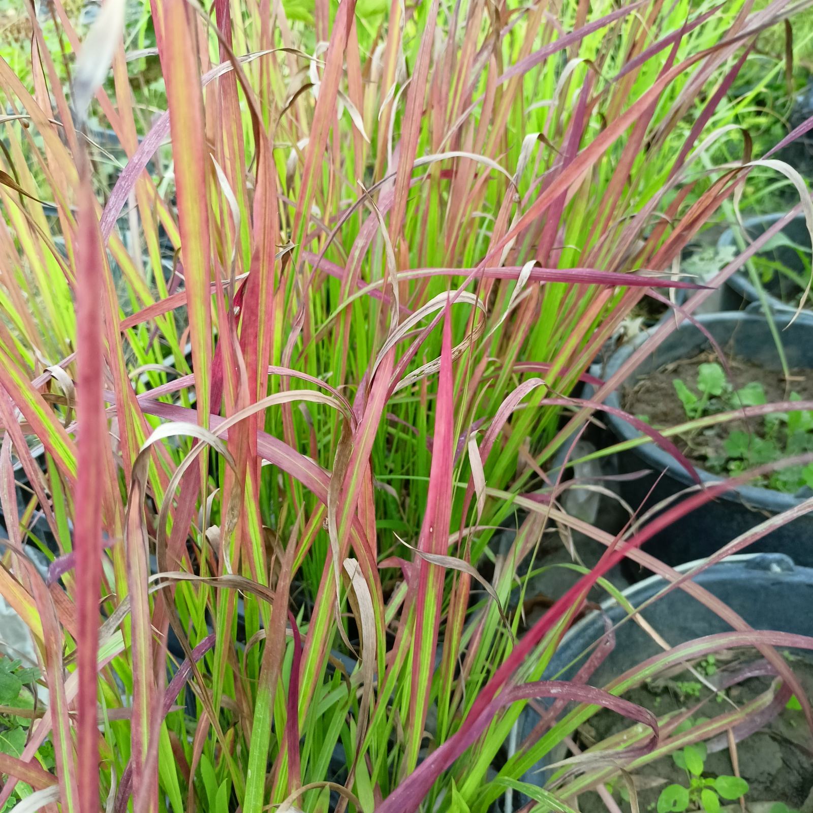 Ukrasne trave Sadnice