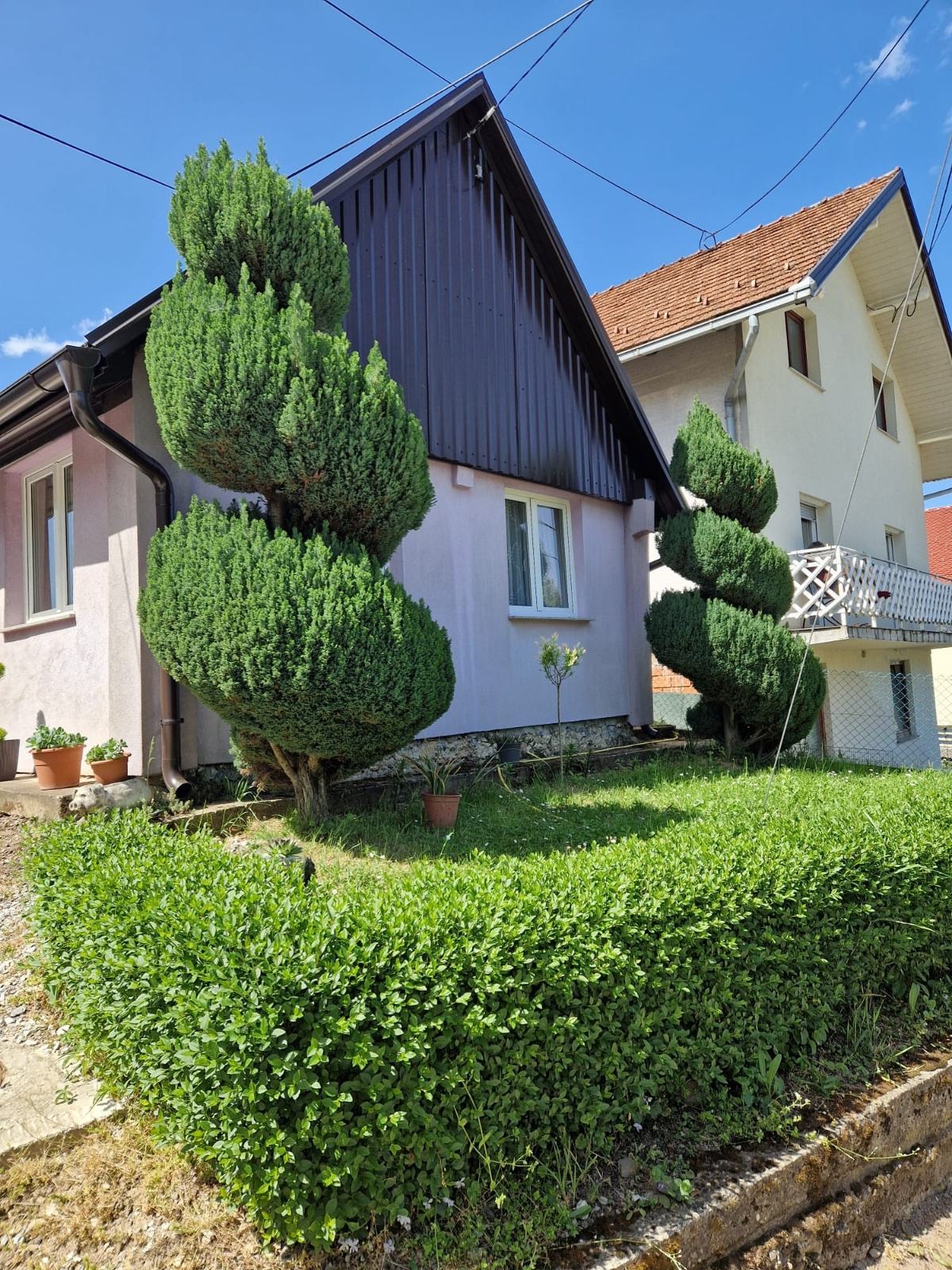 Ukrasni čempres čempresi obilkovani u spiralu