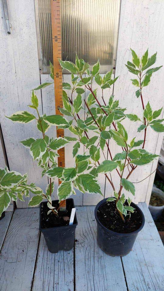 Ukrasni drijen-Cornus alba elegantisima