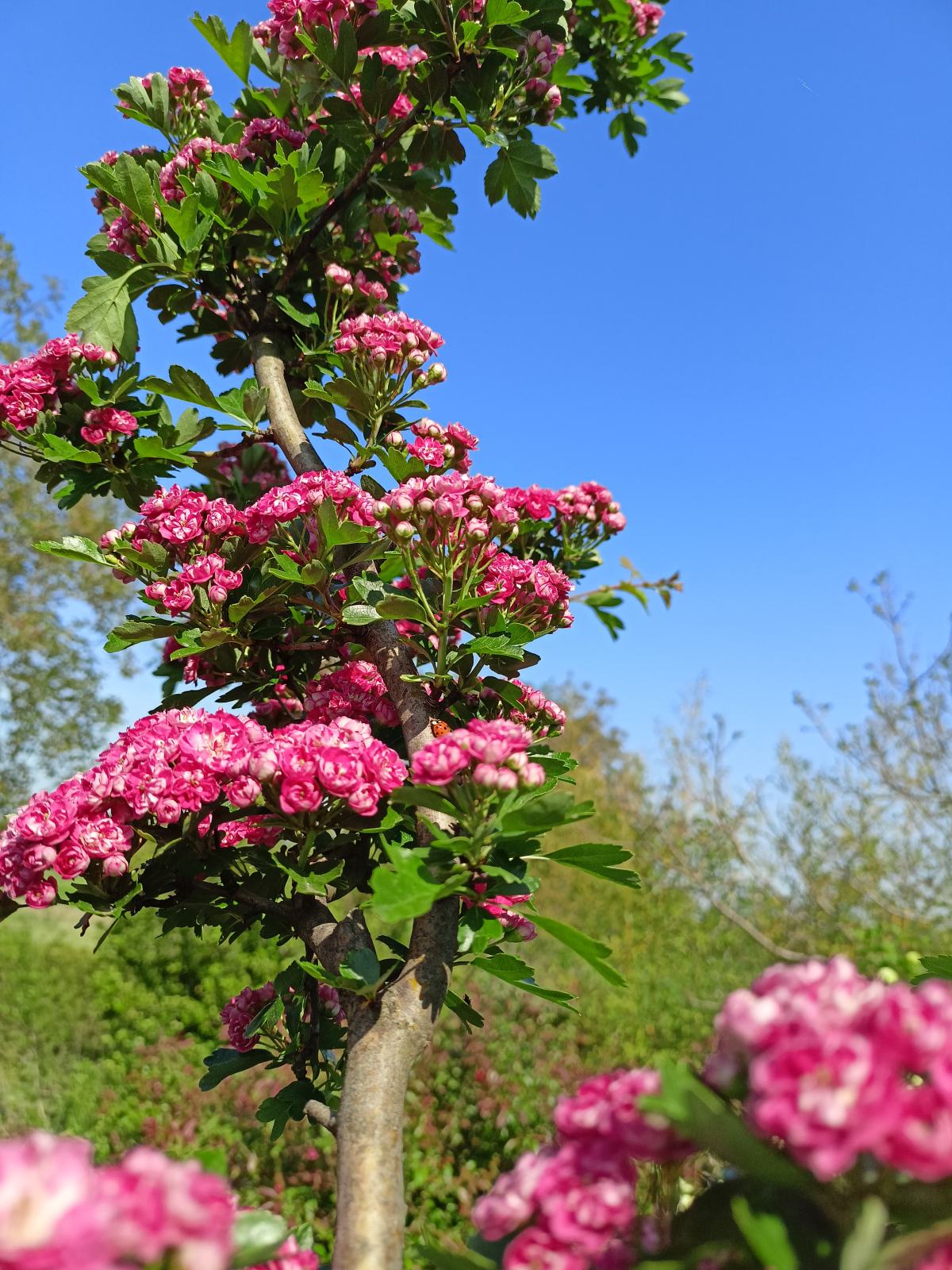 Ukrasni glog Crataegus Laevigata Paul Scarlet sadnice