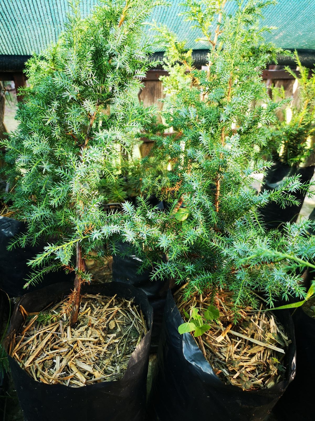 Ukrasni grm borovica