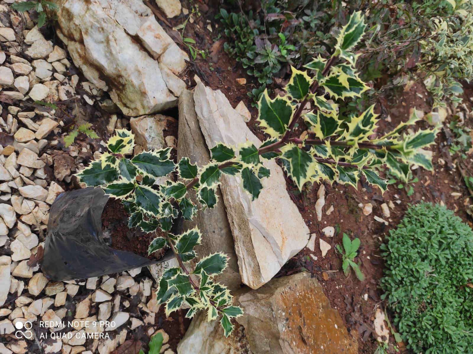 Ukrasni grmovi -Božikovina ‘Argentea Margin seata