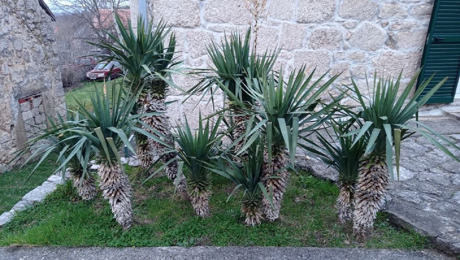 Yucca juka 10 velikih