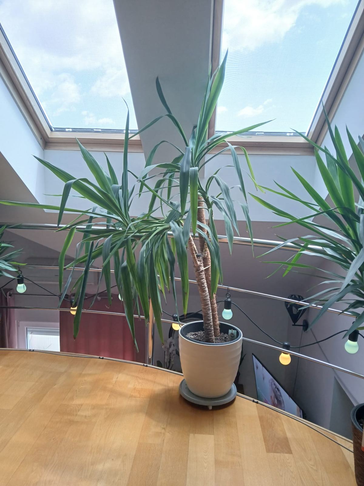 Yucca / Juka / Drvo Života