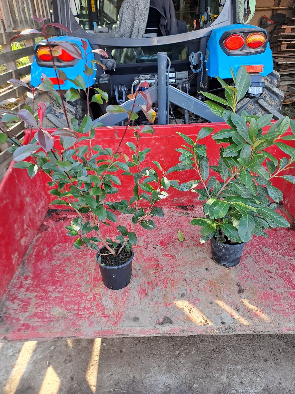 ŽIVA OGRADA Fotinija i Lovorvišnja