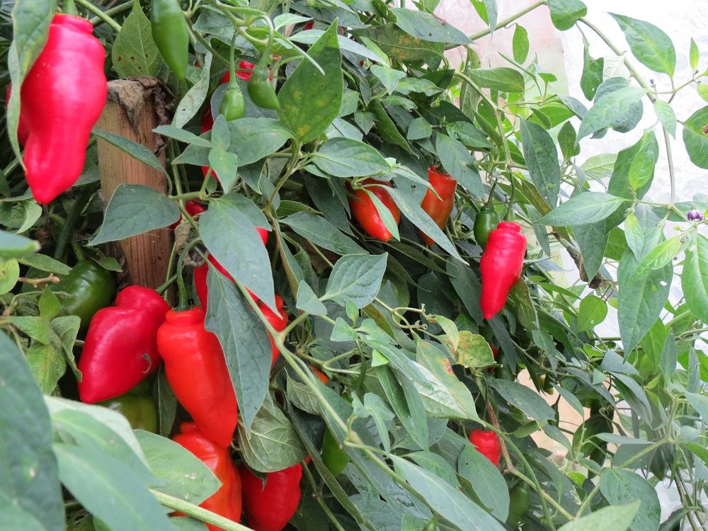 Chili / Aji Strawberry / Sjeme