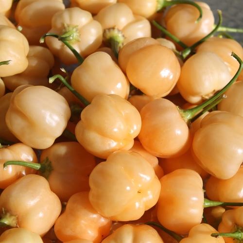 Chili / Apricot apple / Sjeme