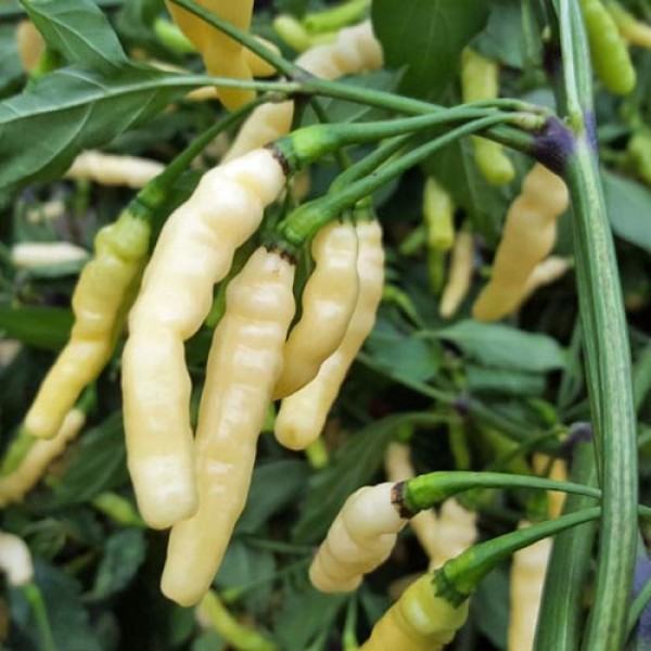 Chili / Aribibi gusano / Sjeme