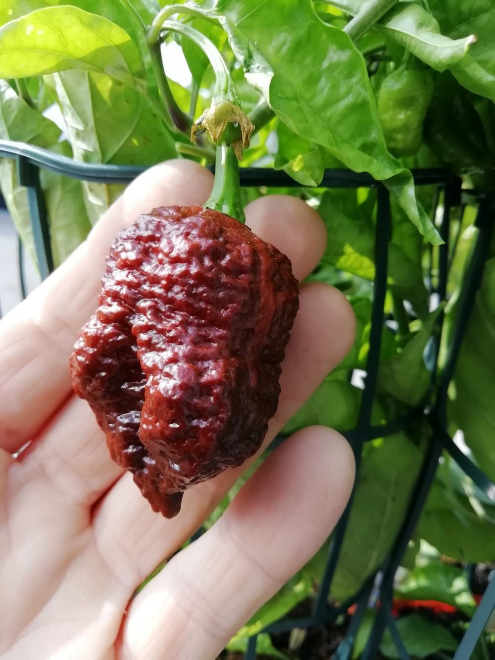 Chili / Big black mama/ Sjeme