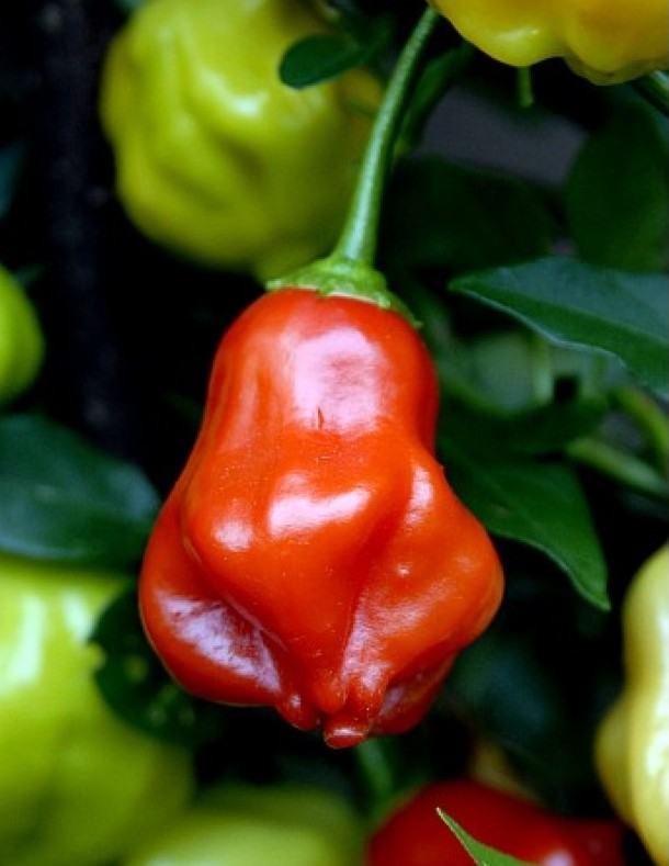 Chili / Champion / Sjeme