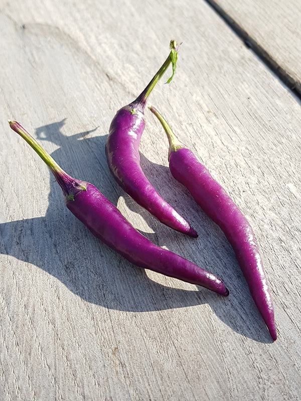 Chili / Chayenne purple / Sjeme