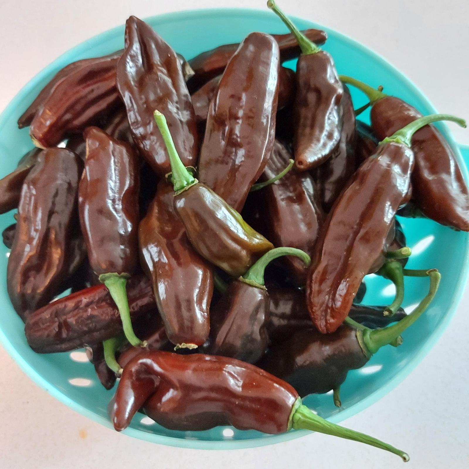 Chili / Chocolate ghost / Sjeme