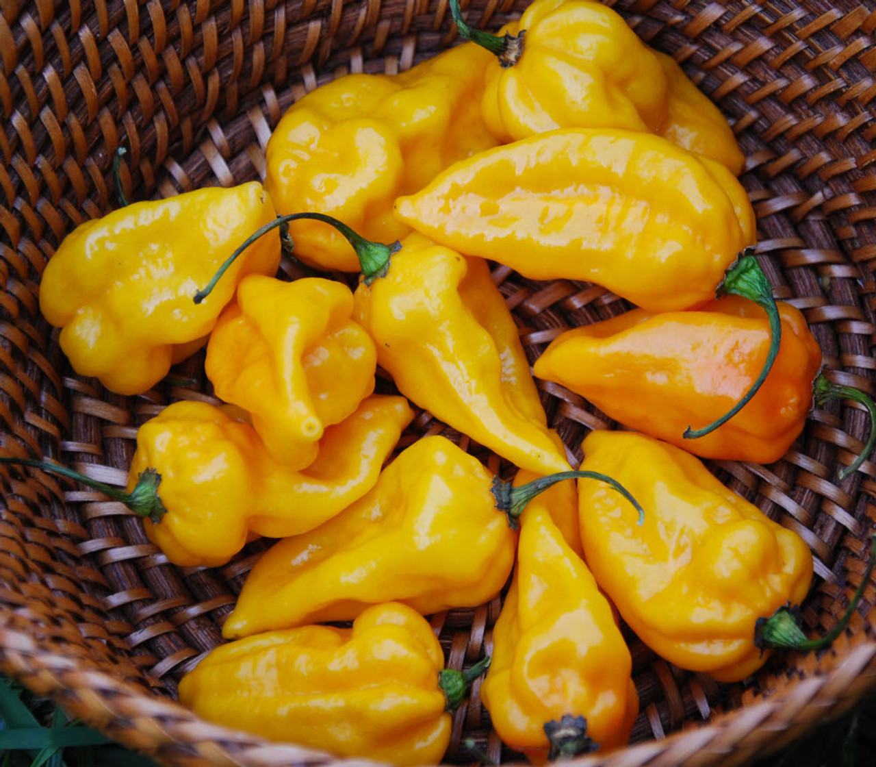 Chili / Devils tongue / Sjeme