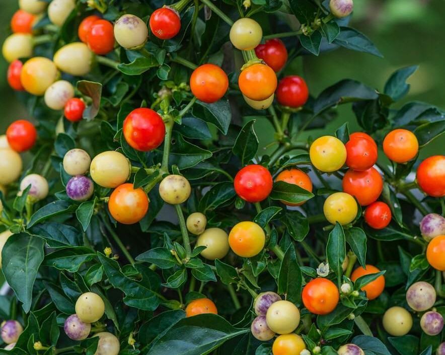 Chili / Firecracker / Sjeme