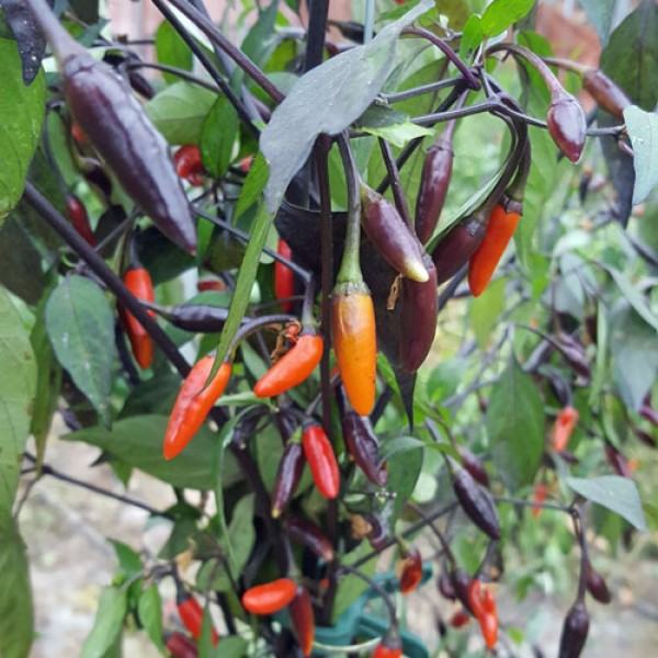 Chili / Fluorescent / Sjeme