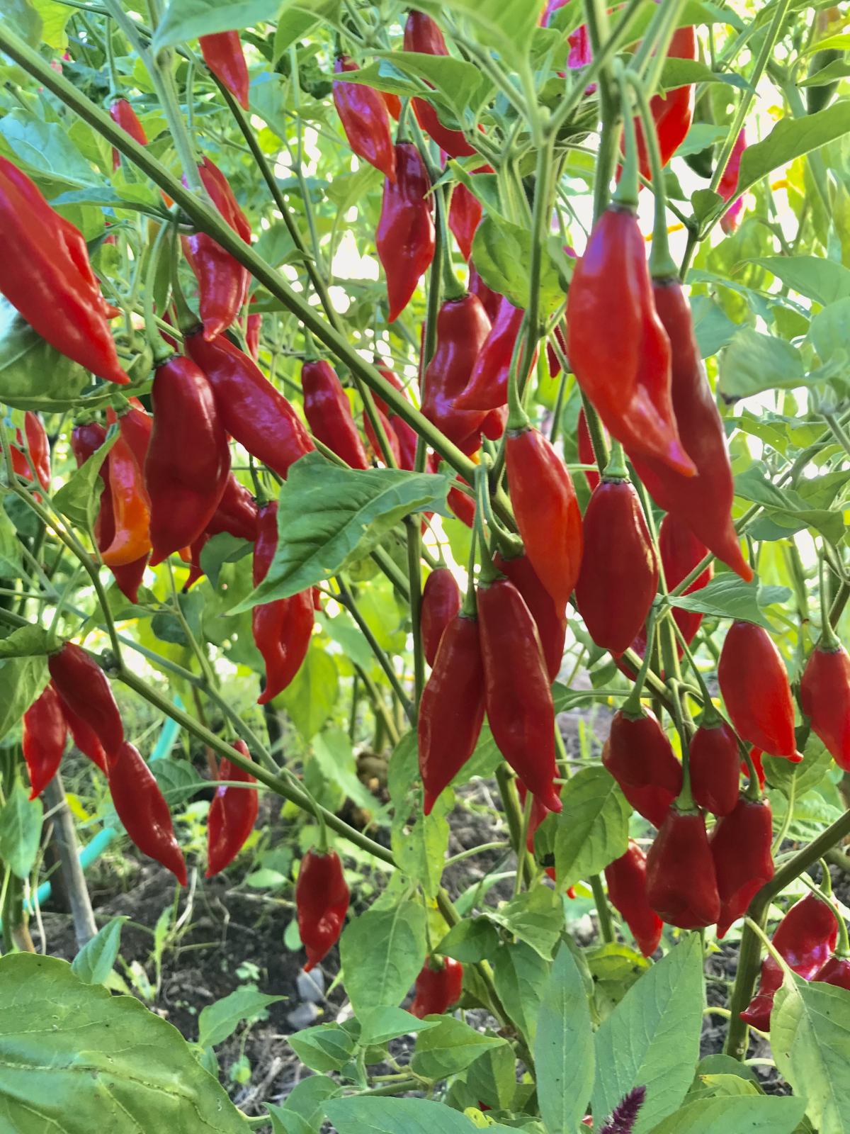 CHILI / HABANERO MAYA RED / SJEME