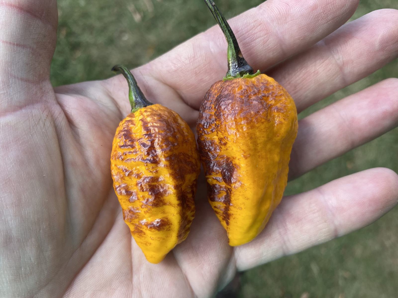 Chili / Hallows eve / Sjeme