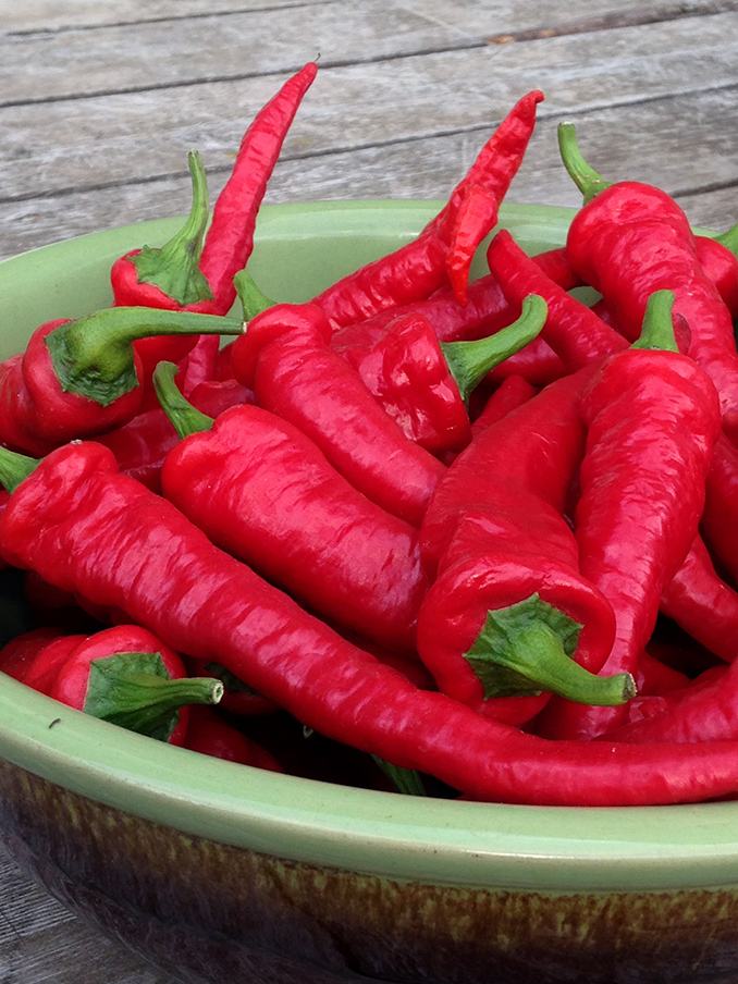 Chili / Hot Portugal / Sjeme