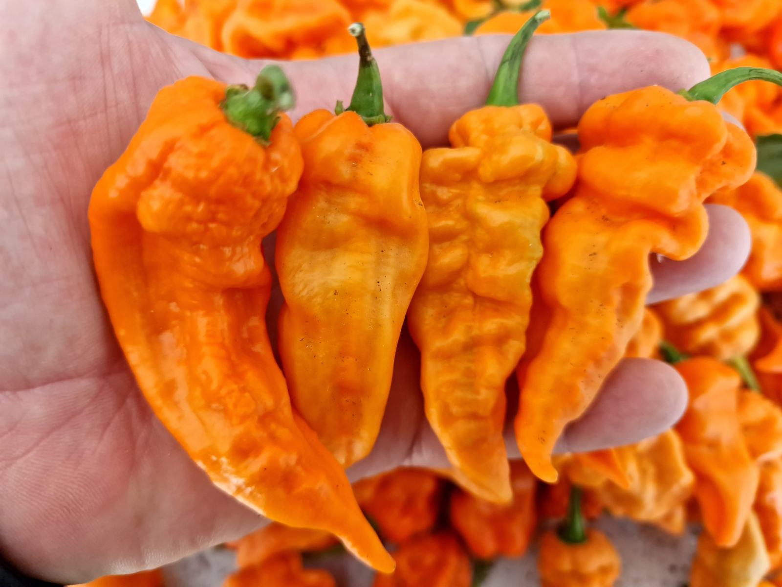 Chili / Jigsaw slp / Sjeme