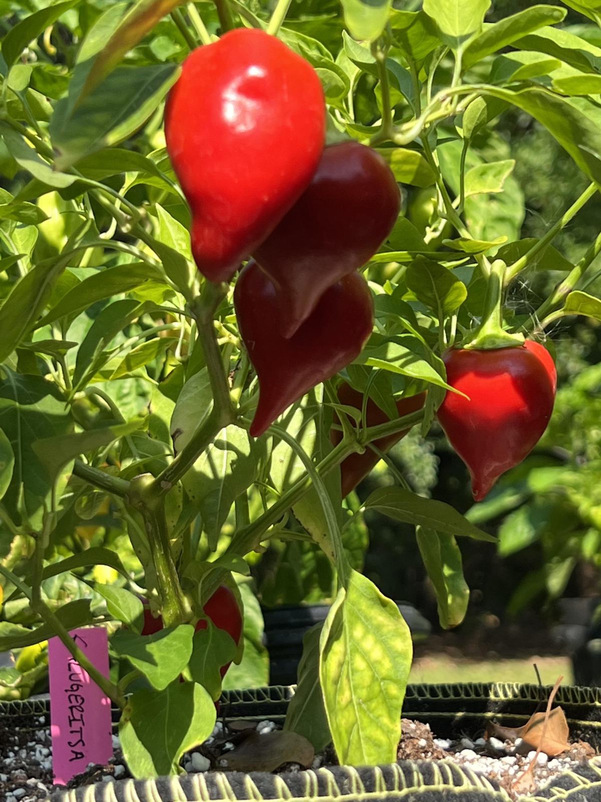 Chili / Kalugeritsa ( Makedonska ) Sjeme