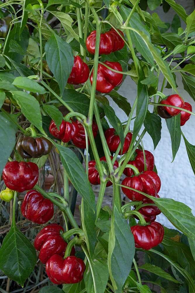 Chili / Pumpkin / Sjeme