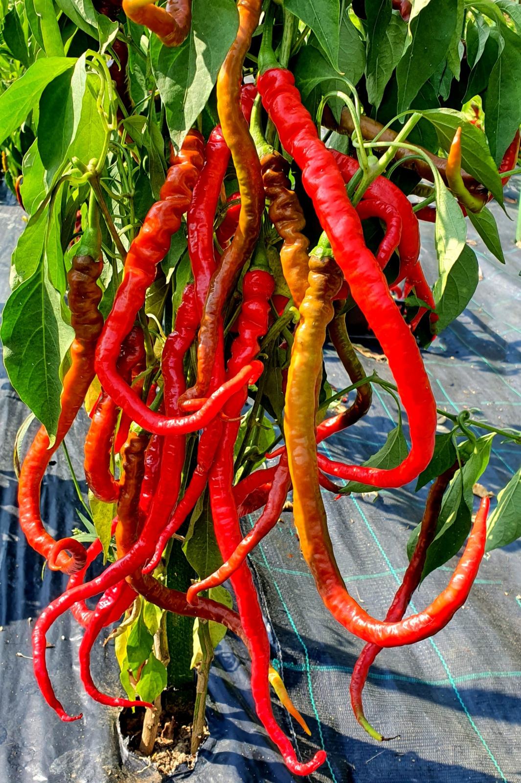 CHILI / PYTHON / SJEME