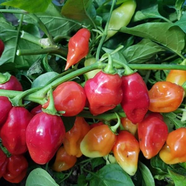 CHILI / SCARLET / SJEME