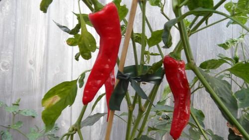 Chili / Tunisian / Sjeme