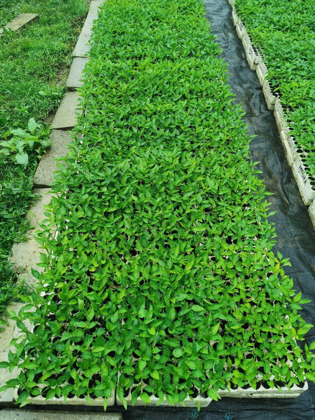 flanci slonovo uho rog paprika