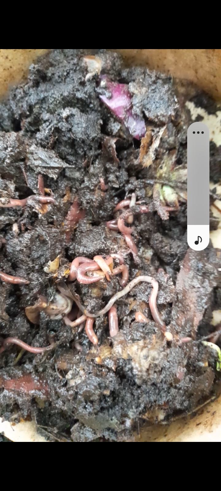 Kalifornijske gliste