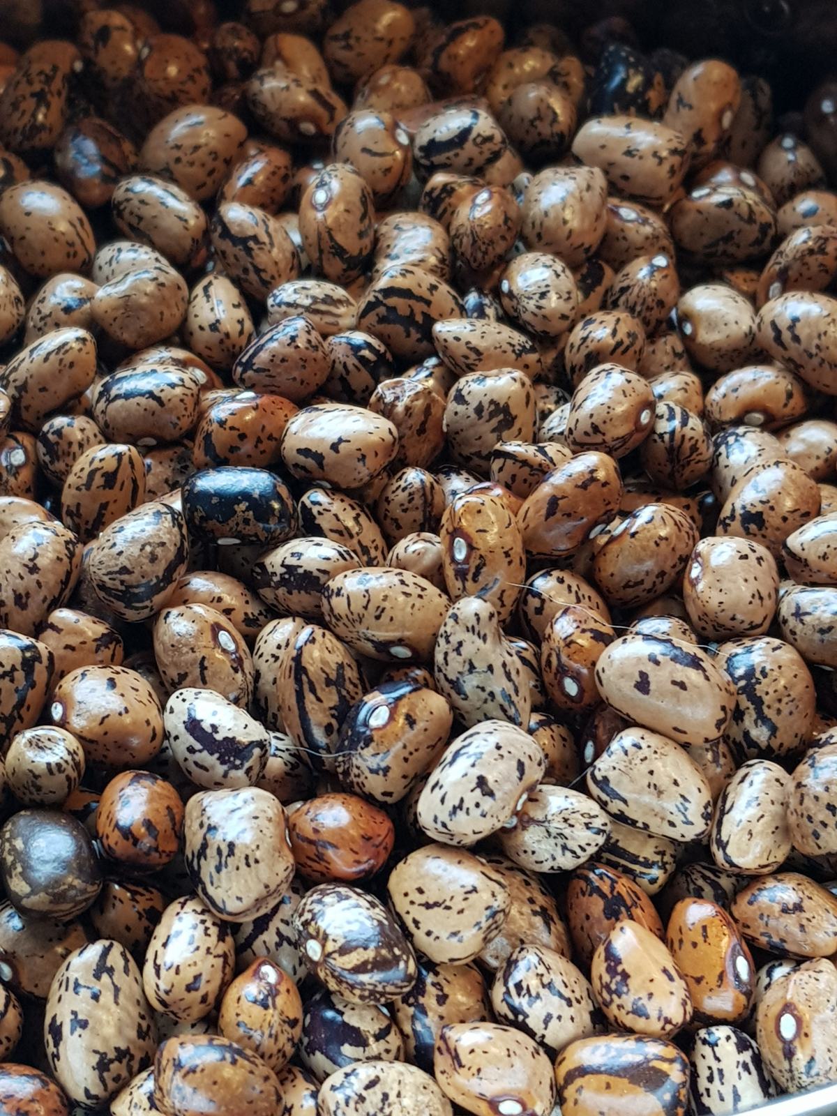 KIFLEK STARINSKI VISOKI GRAH