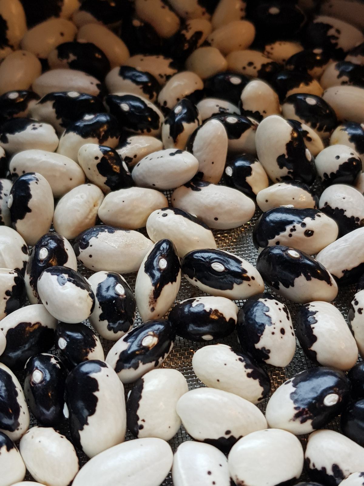 KOLENEC - STARINSKI VISOKI GRAH PROŠARANI - ŽUTE MAHUNE