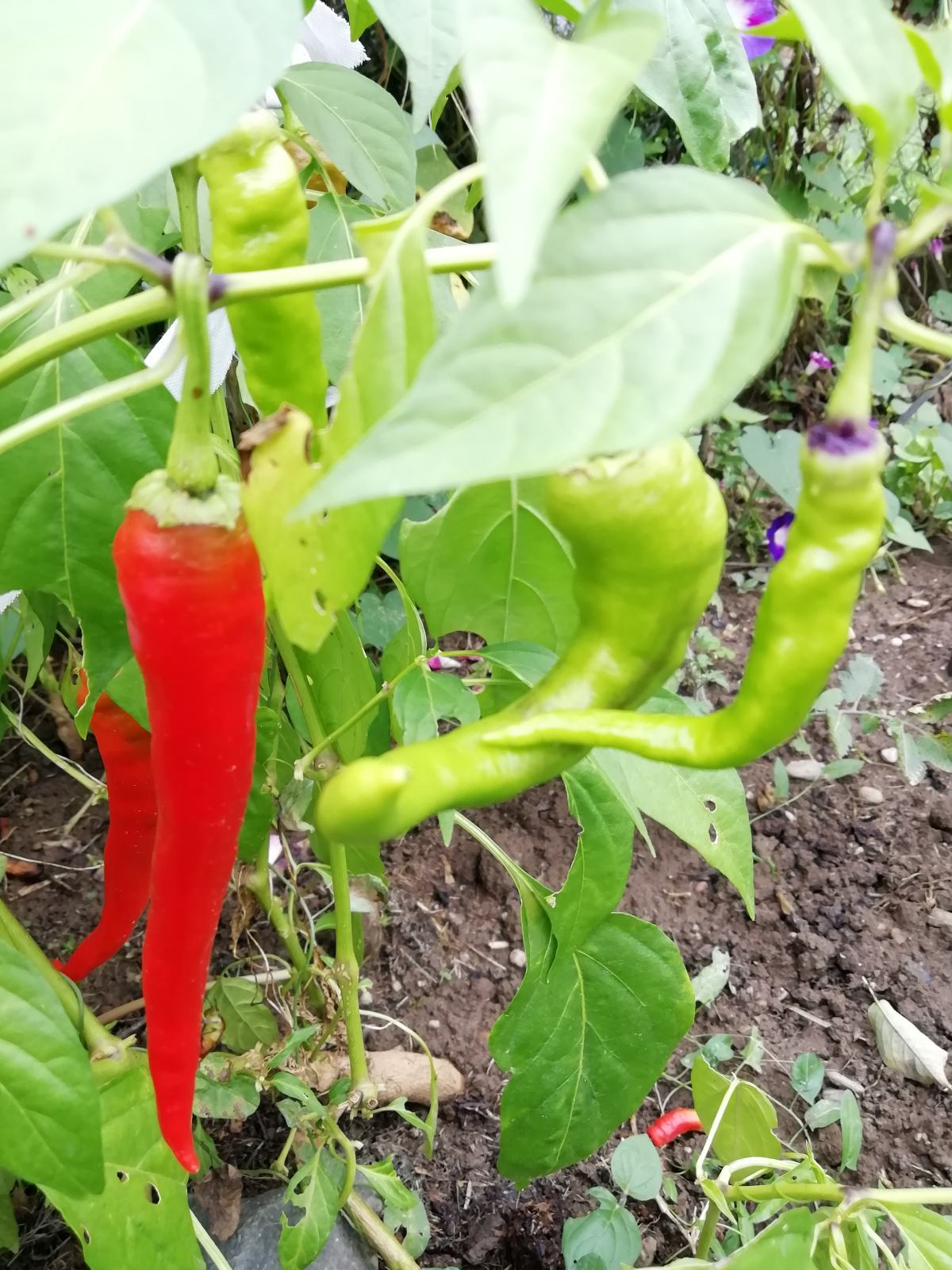 Prodajem sjeme SLATKIH FEFERONA iz vlastitog ekološkog vrta