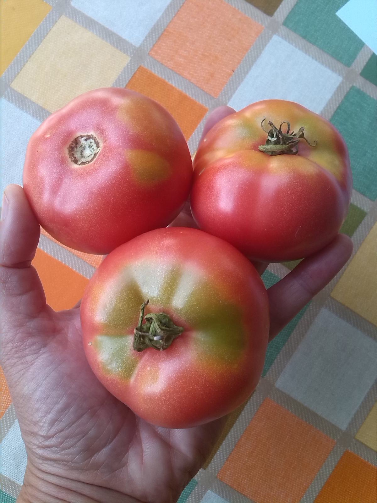 RAJČICE SJEME (Malina, Green Tiger, Black Russian)