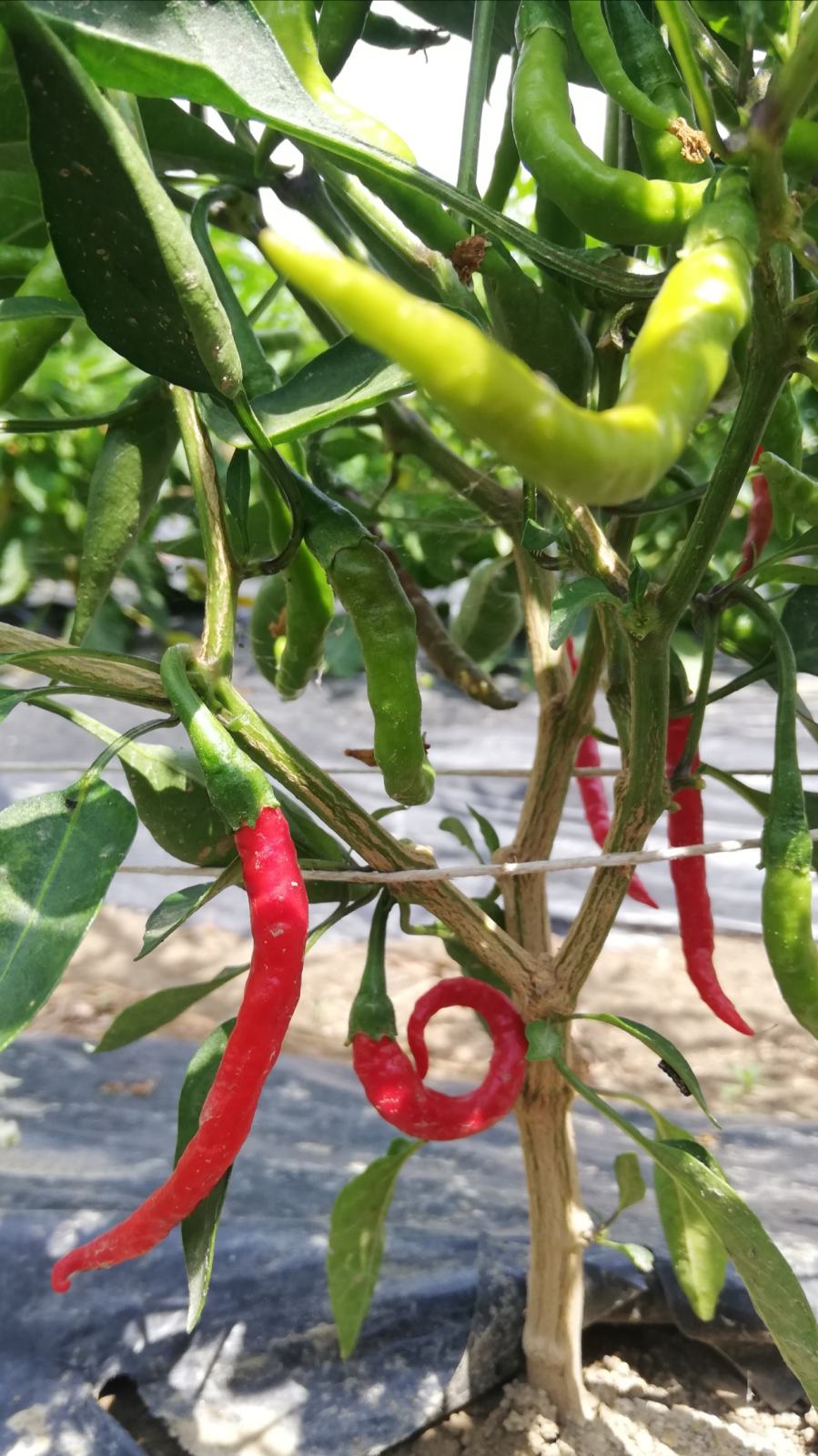 Sjeme Cayenne - sitni (ljuti feferon)