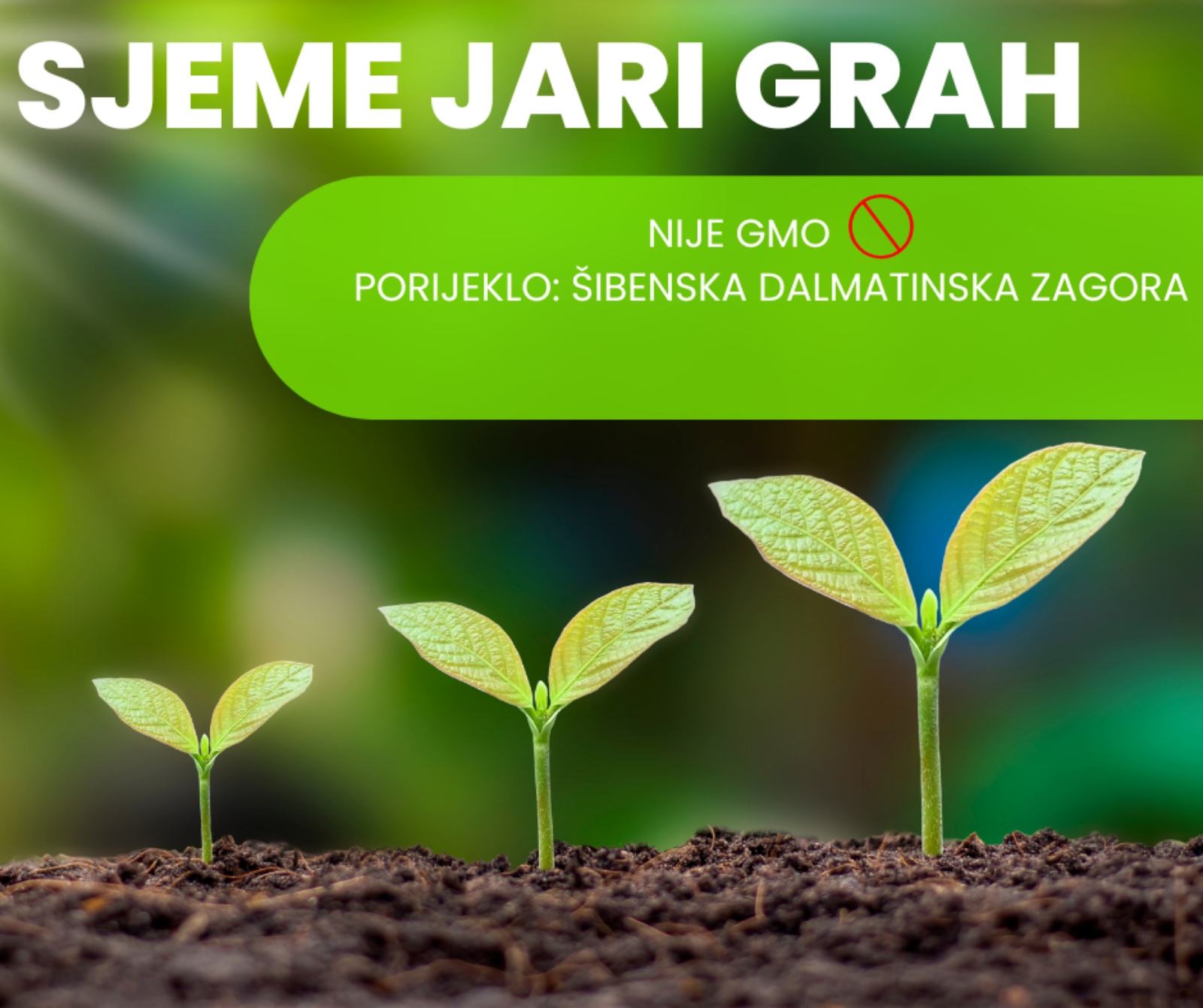 Sjeme Jari grah